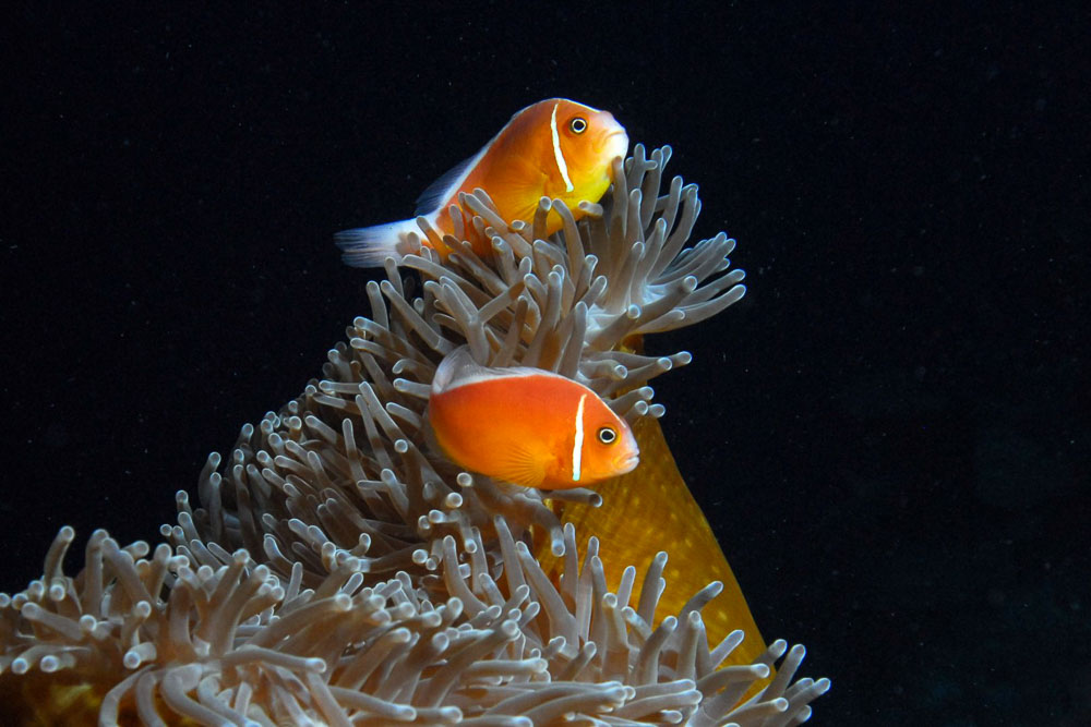 Malolo Island Resort, Fiji - Reviews, Pictures, Videos, Map