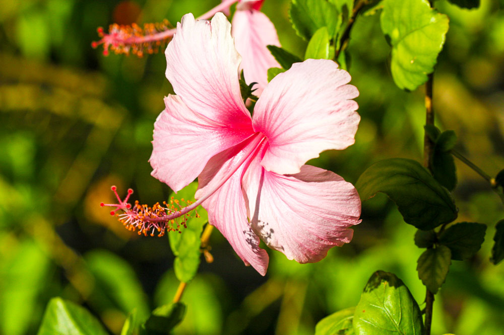 Malolo Island Resort, Fiji - Reviews, Pictures, Videos, Map